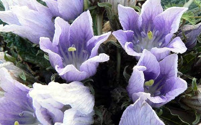 The Autumn Mandrake | Ronda, the City of Dreams in Andalusia, Southern ...